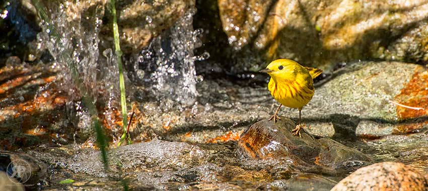 A handsome yellow warbler visits the garden, poses for the fauna ...