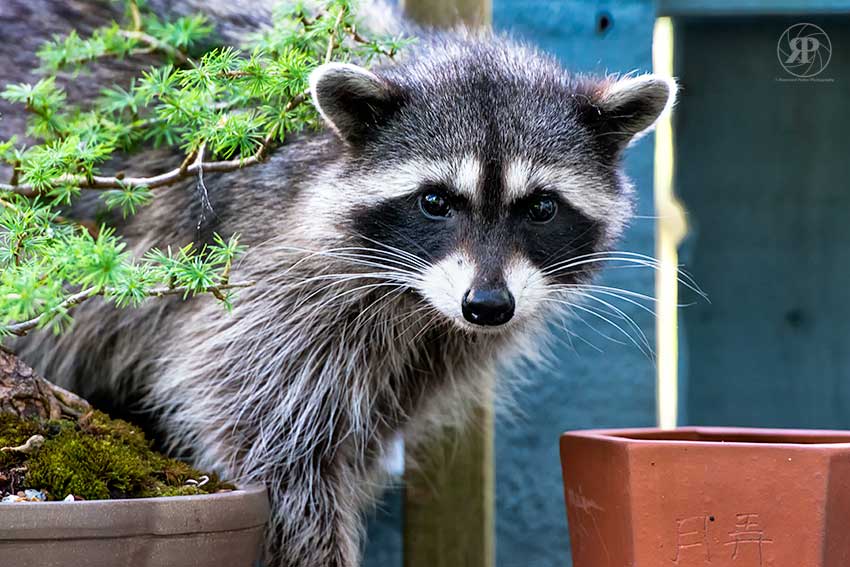 Garden critters captured on camera » Raymond Parker Photography